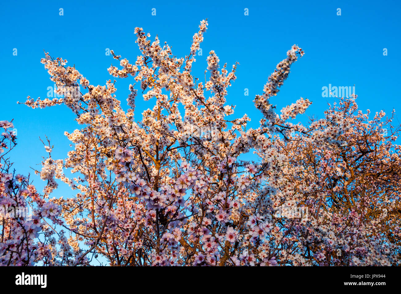 Almond tree at spring Stock Photo - Alamy