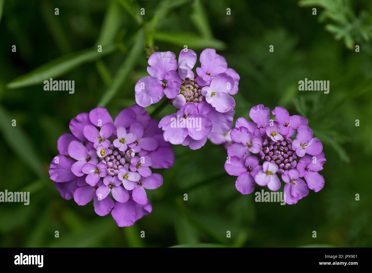 Iberis hi-res stock photography and images - Alamy