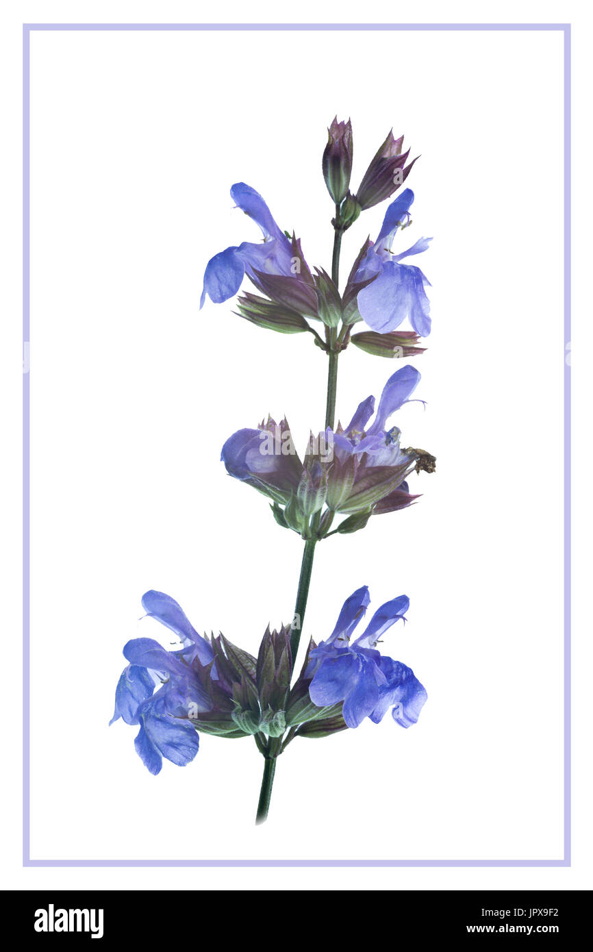Salvia officinalis herb Cut Out Stock Images & Pictures - Alamy