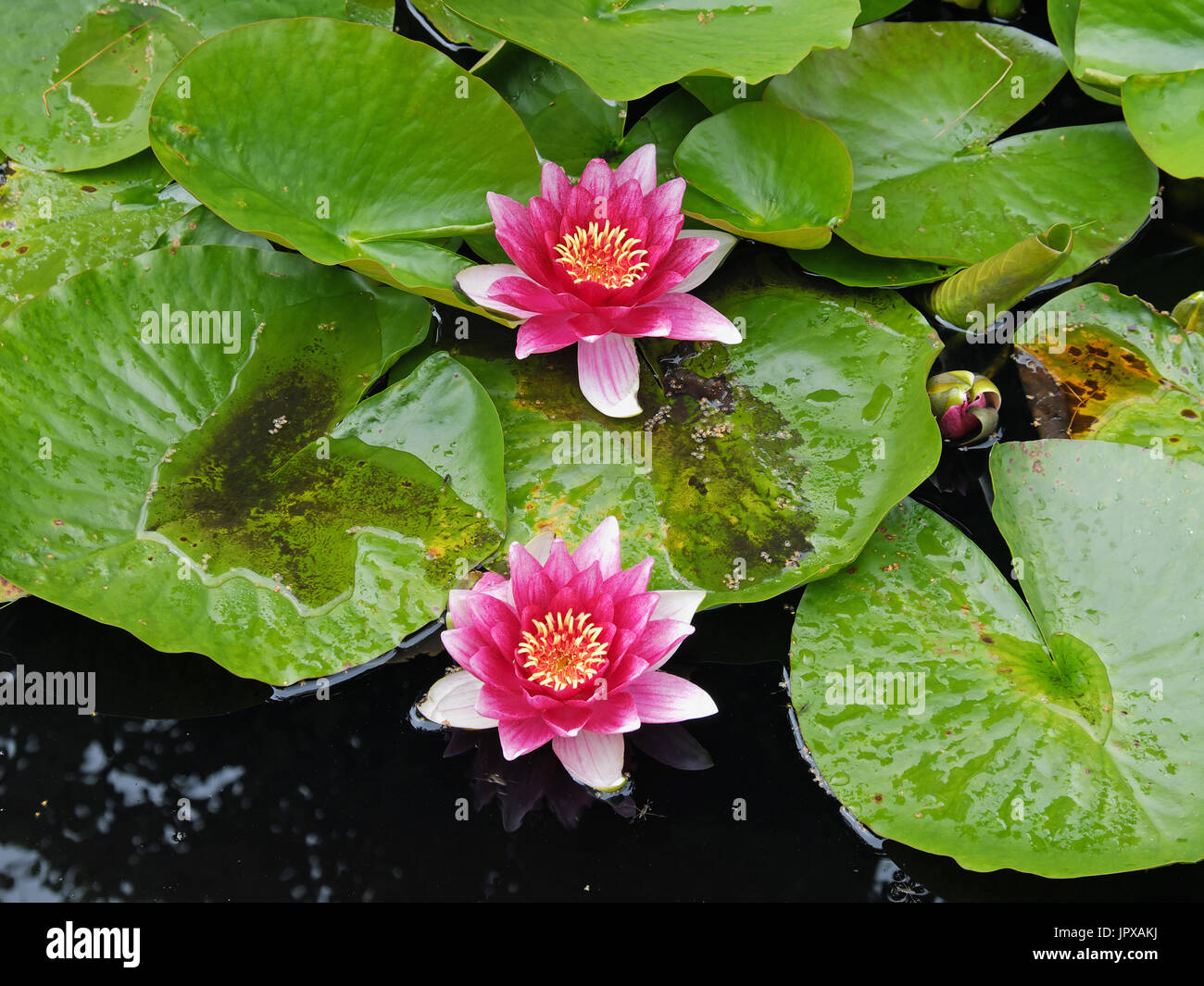 Pink Waterlily flowers ( Nymphaea ) in sunshine on a garden pond Stock ...