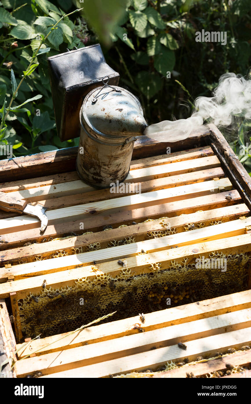 Close shot working bees in hi-res stock photography and images - Alamy