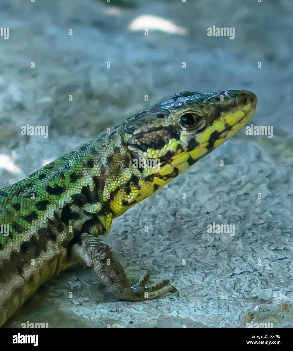 Lizard. Close-up of a lizard Stock Photo - Alamy