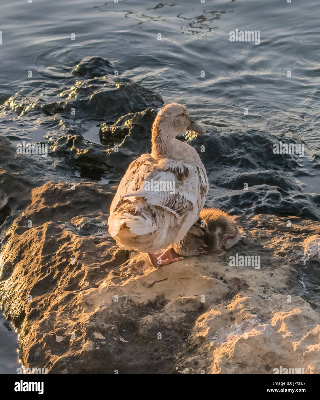 Protecting the Little One. A cute duckling being protected by mother ...