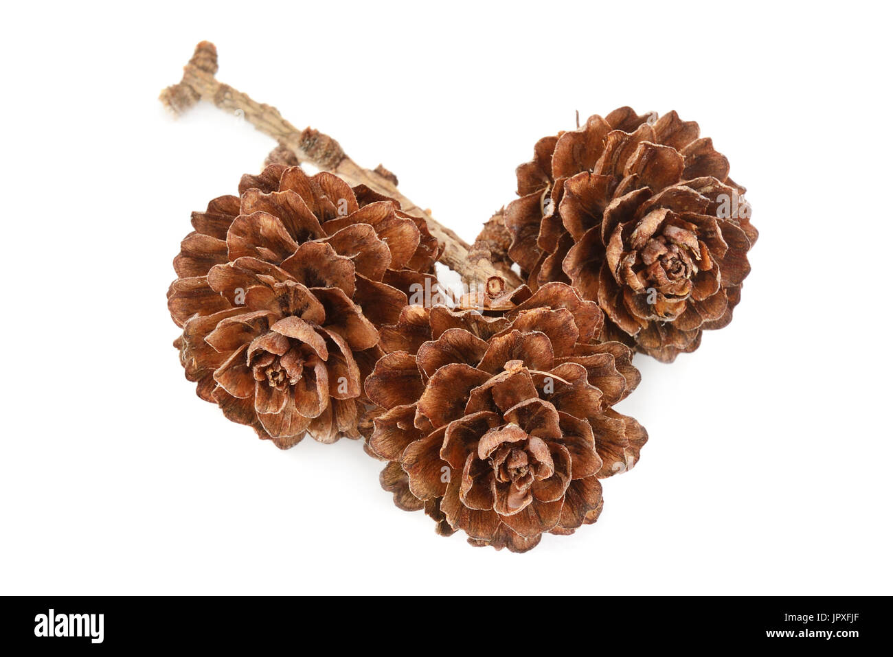 Isolated pinecone hi-res stock photography and images - Alamy