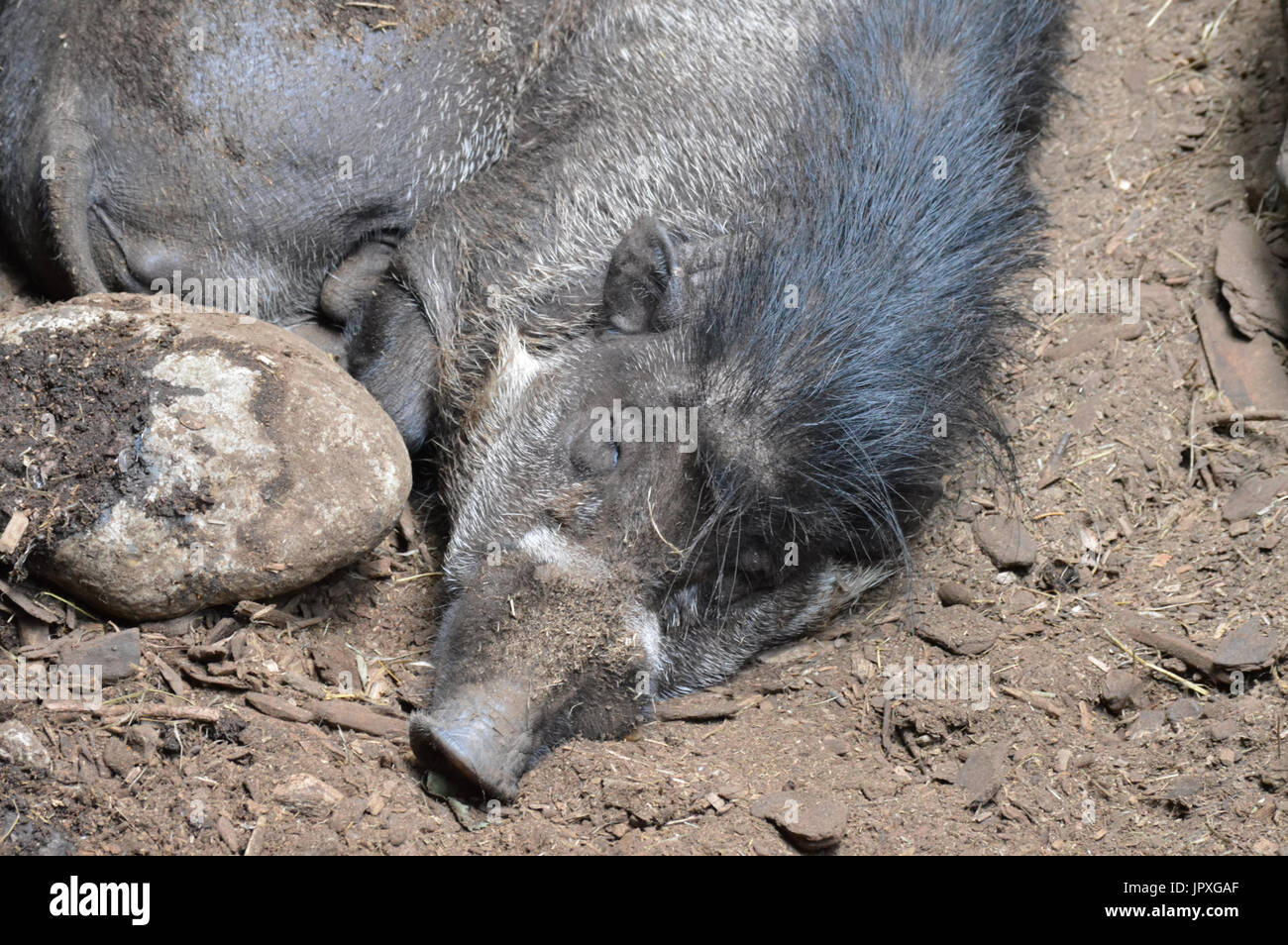 Visayan Warty Pig Stock Photo - Alamy