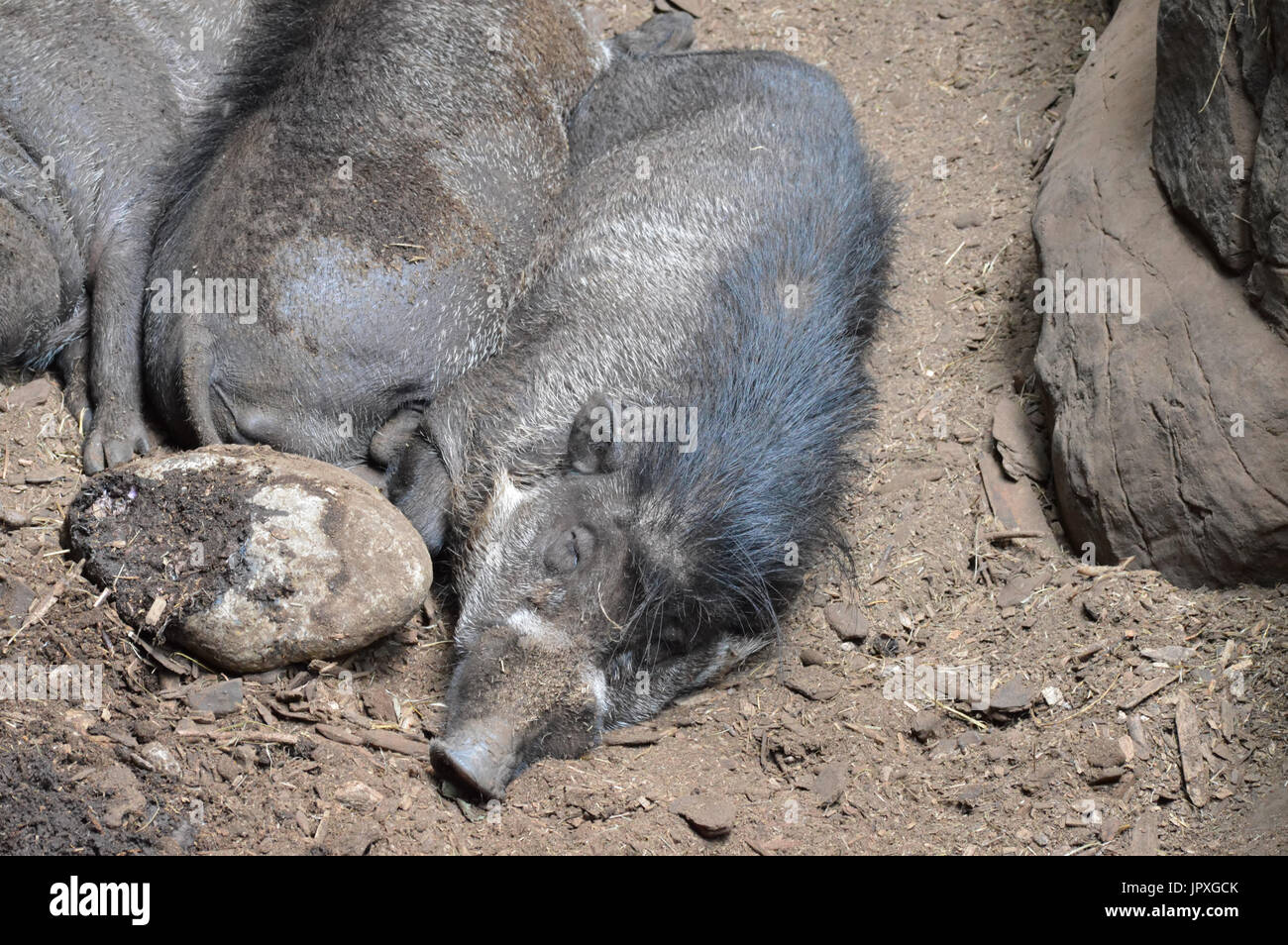 Visayan Warty Pig Stock Photo - Alamy