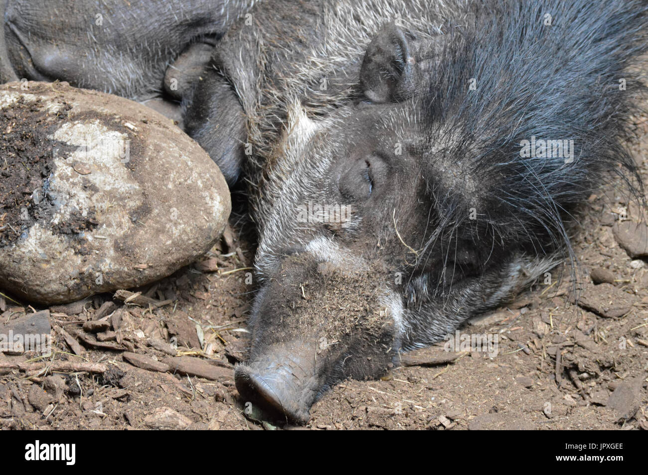 Visayan Warty Pig Stock Photo - Alamy