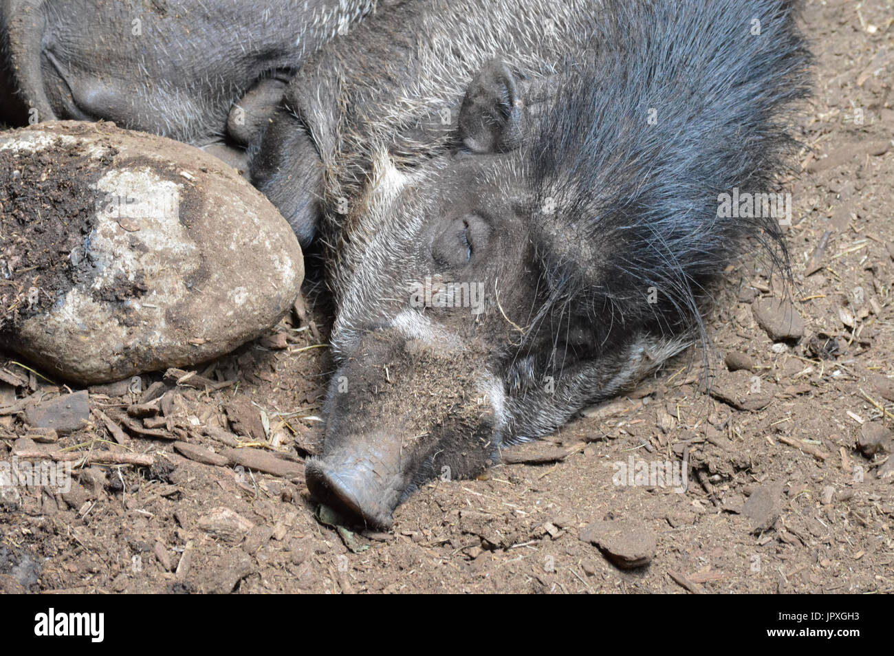 Visayan Warty Pig Stock Photo - Alamy