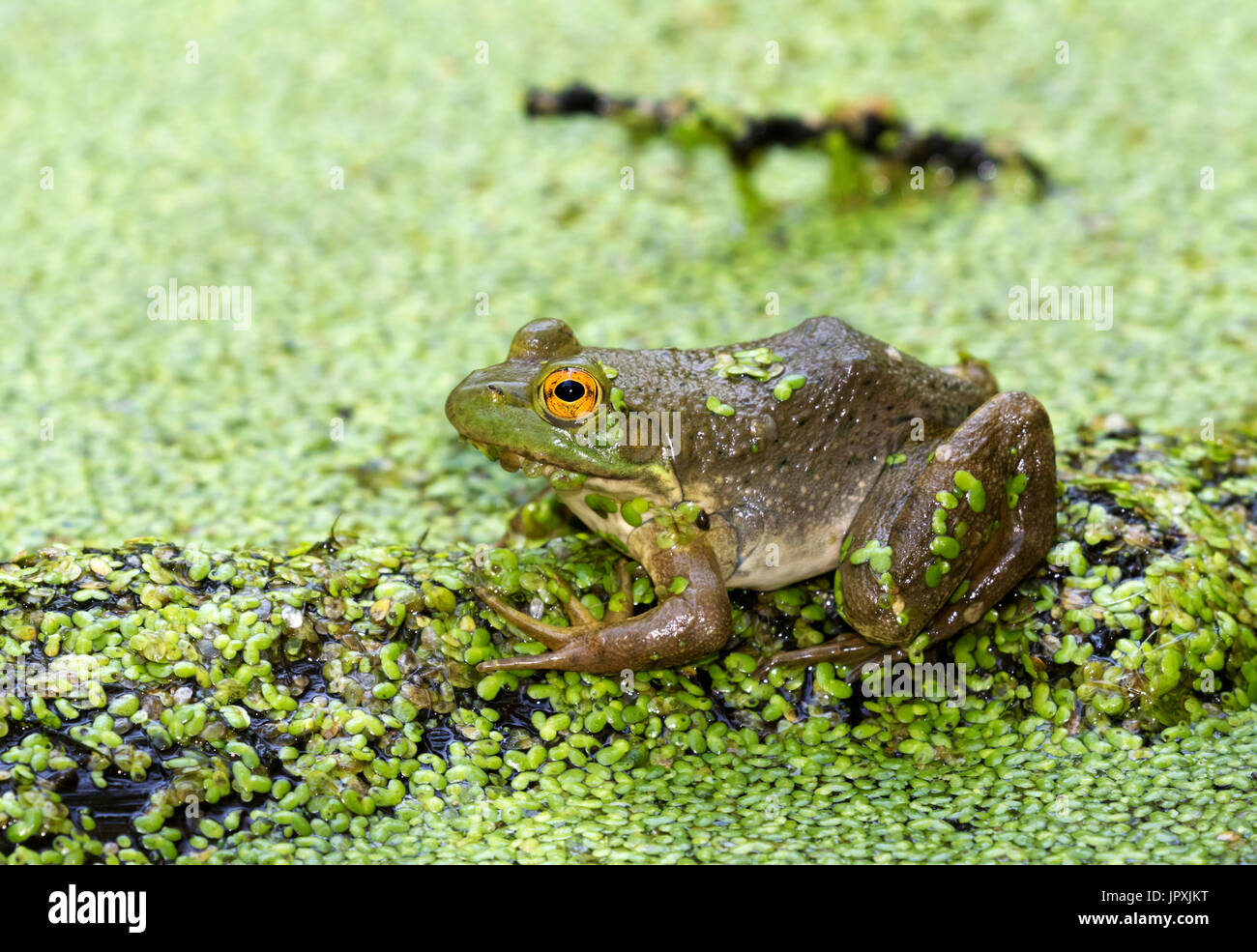 The largest of all North American frogs, American bullfrog (Lithobates ...
