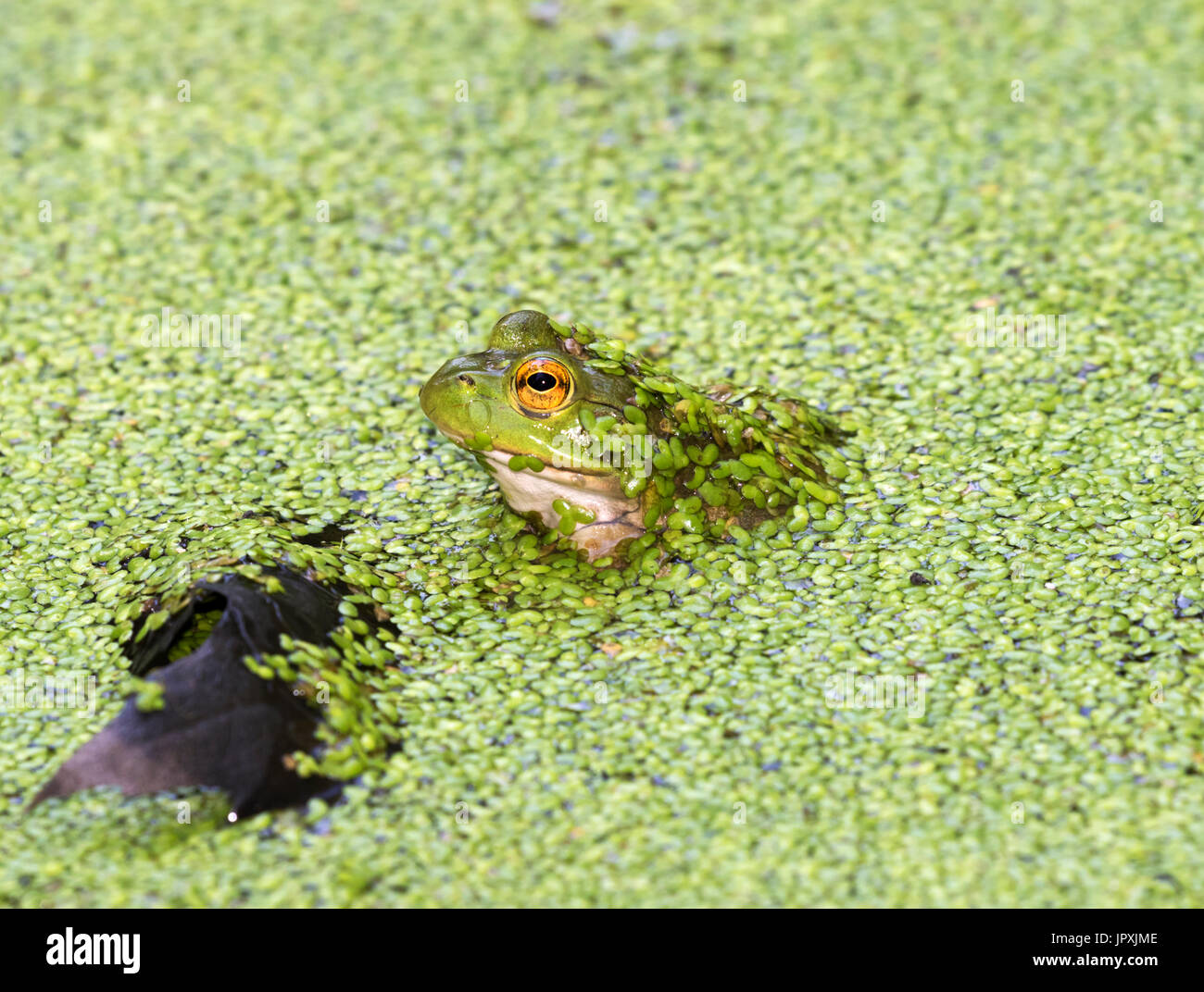 The largest of all North American frogs, American bullfrog (Lithobates ...