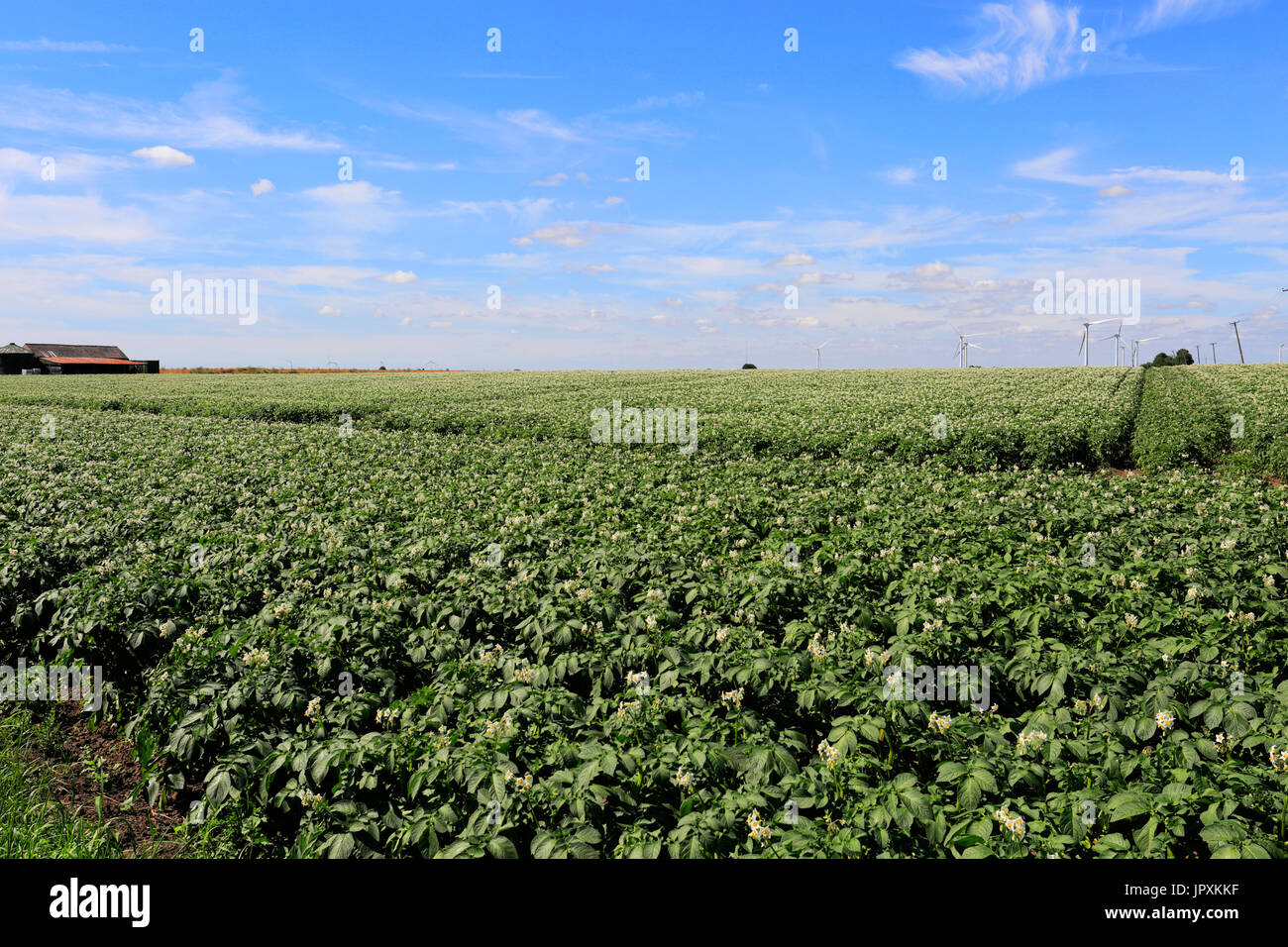 Potato crops in a Fenland Field, March town, Cambridgeshire, England ...
