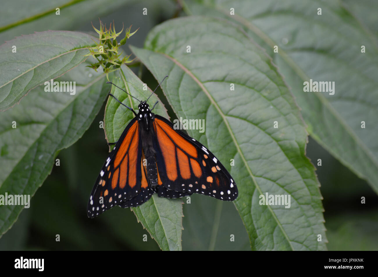 Close up monarch butterfly wings hi-res stock photography and images ...