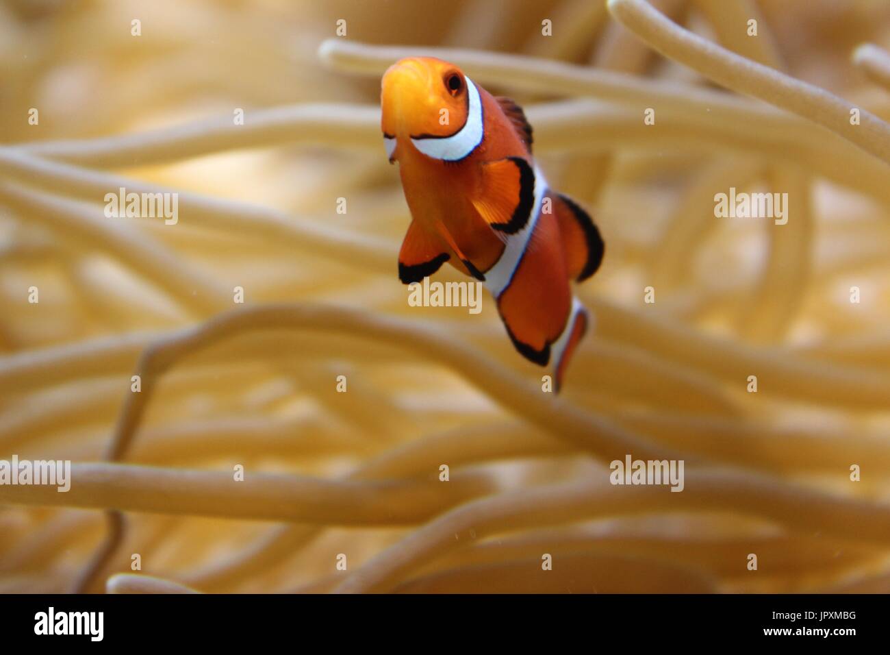 Finding Nemo Anemone Costume