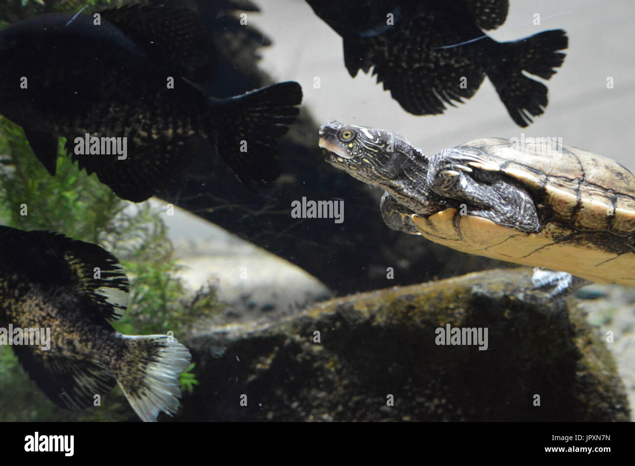 Speed swimming hi-res stock photography and images - Alamy