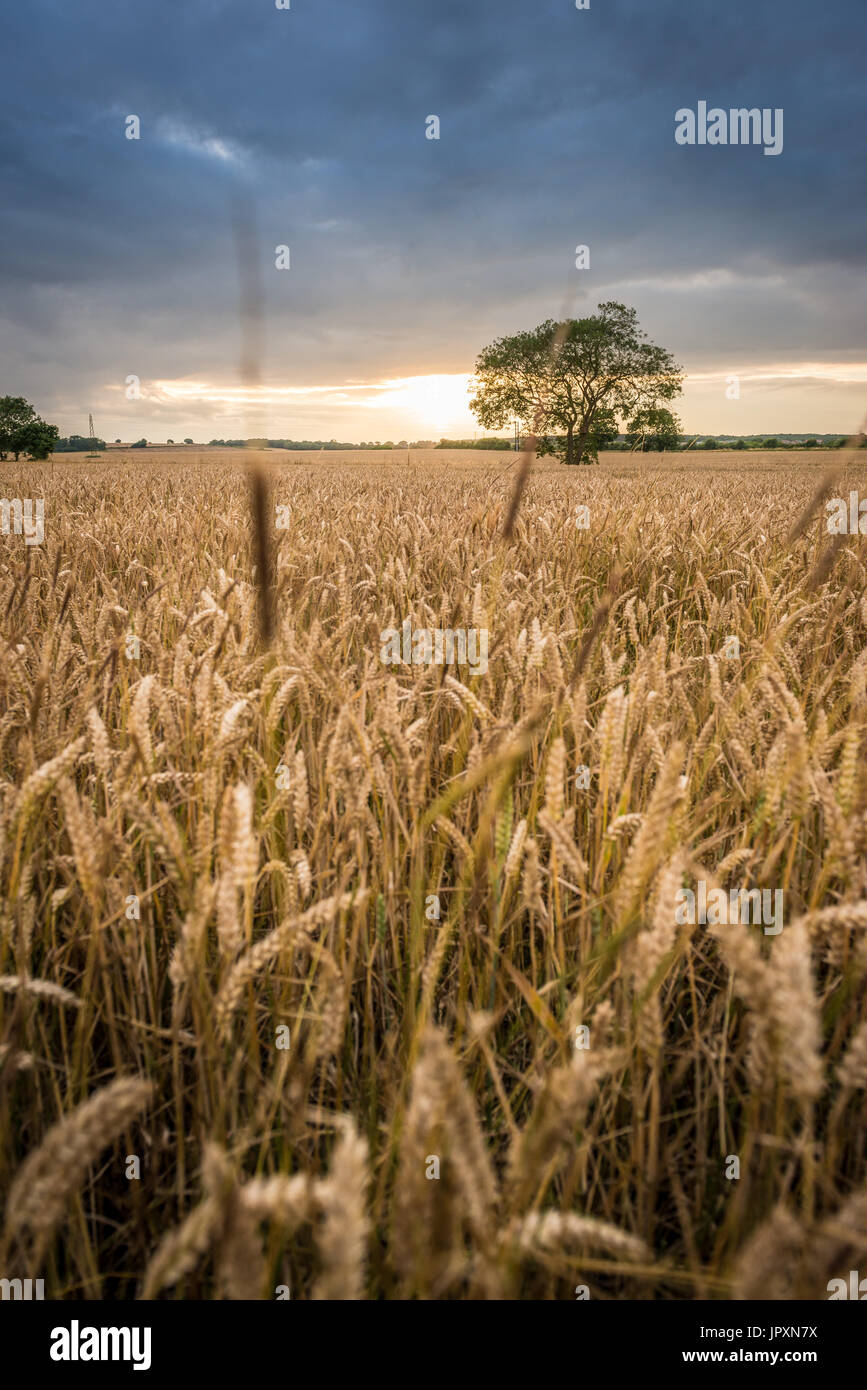 Early evening and the sun begins to set over farmed agricultural land ...