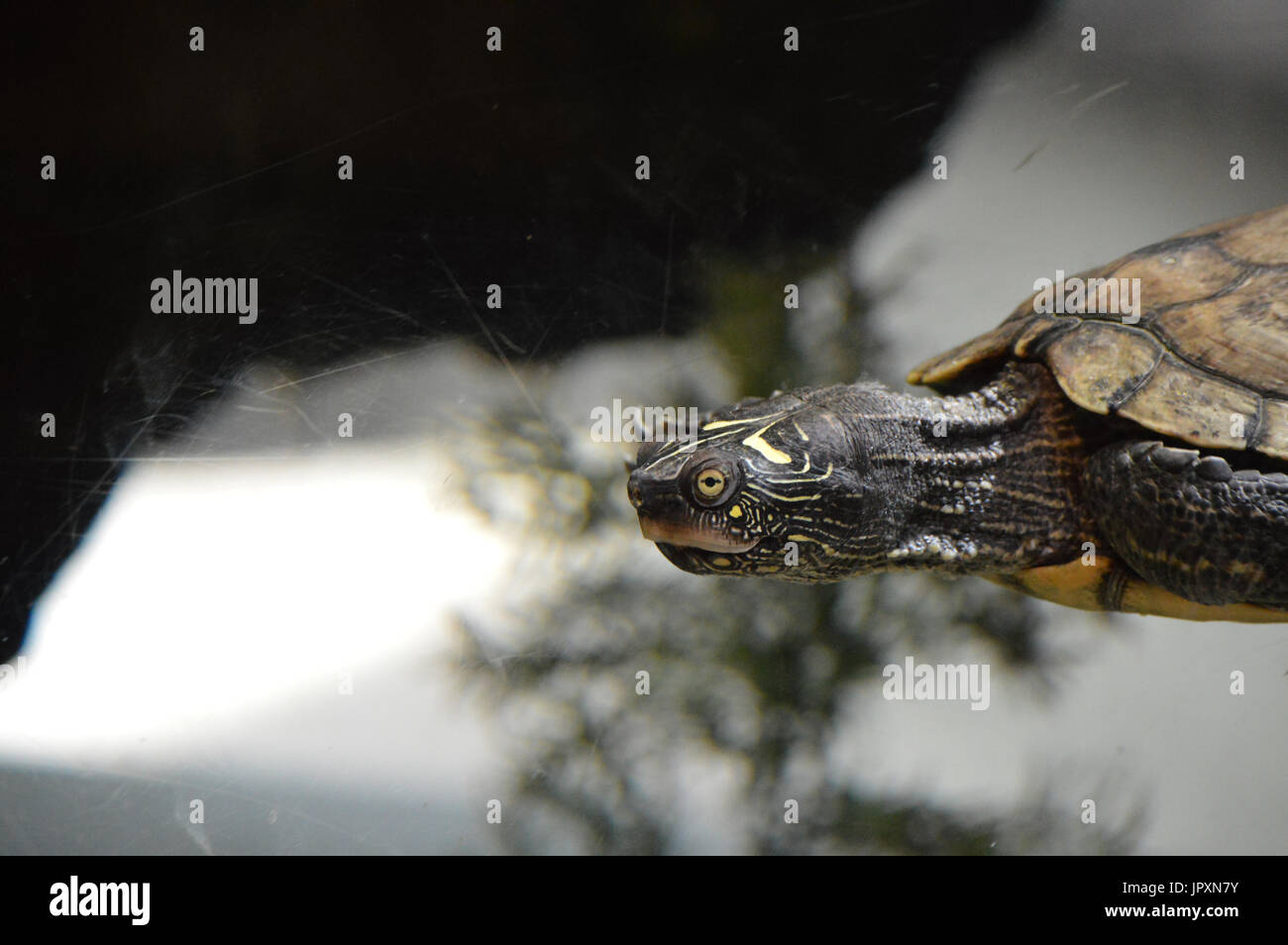 Turtle swimming in the tank Stock Photo - Alamy