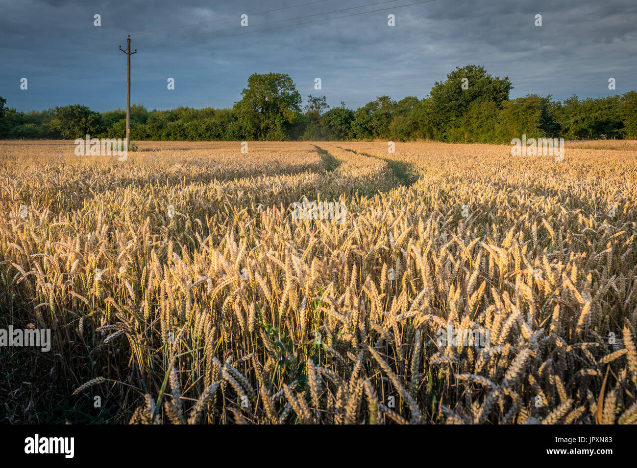 Early evening and the sun begins to set over farmed agricultural land ...