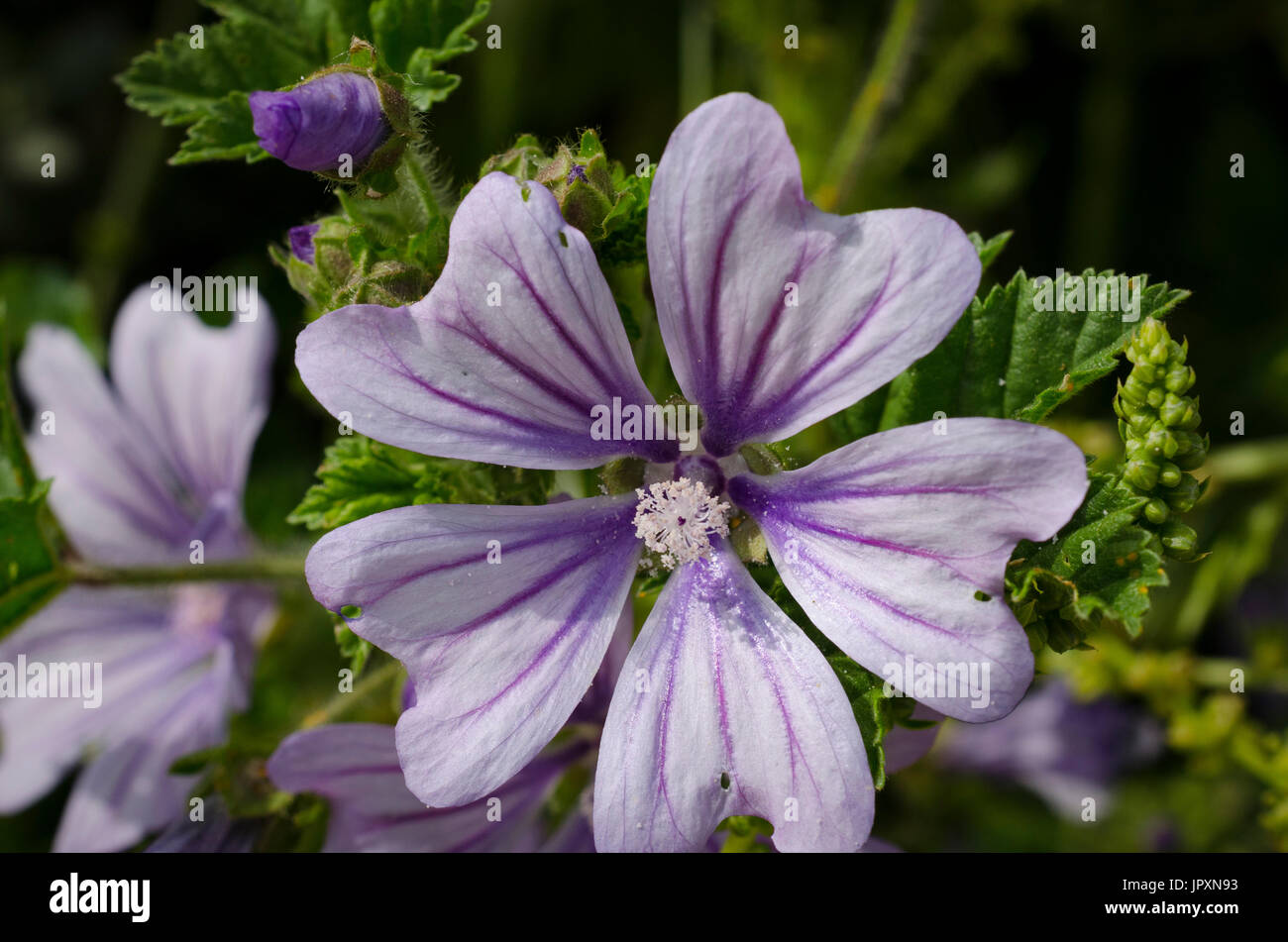 Mauve mallow flower hi-res stock photography and images - Alamy