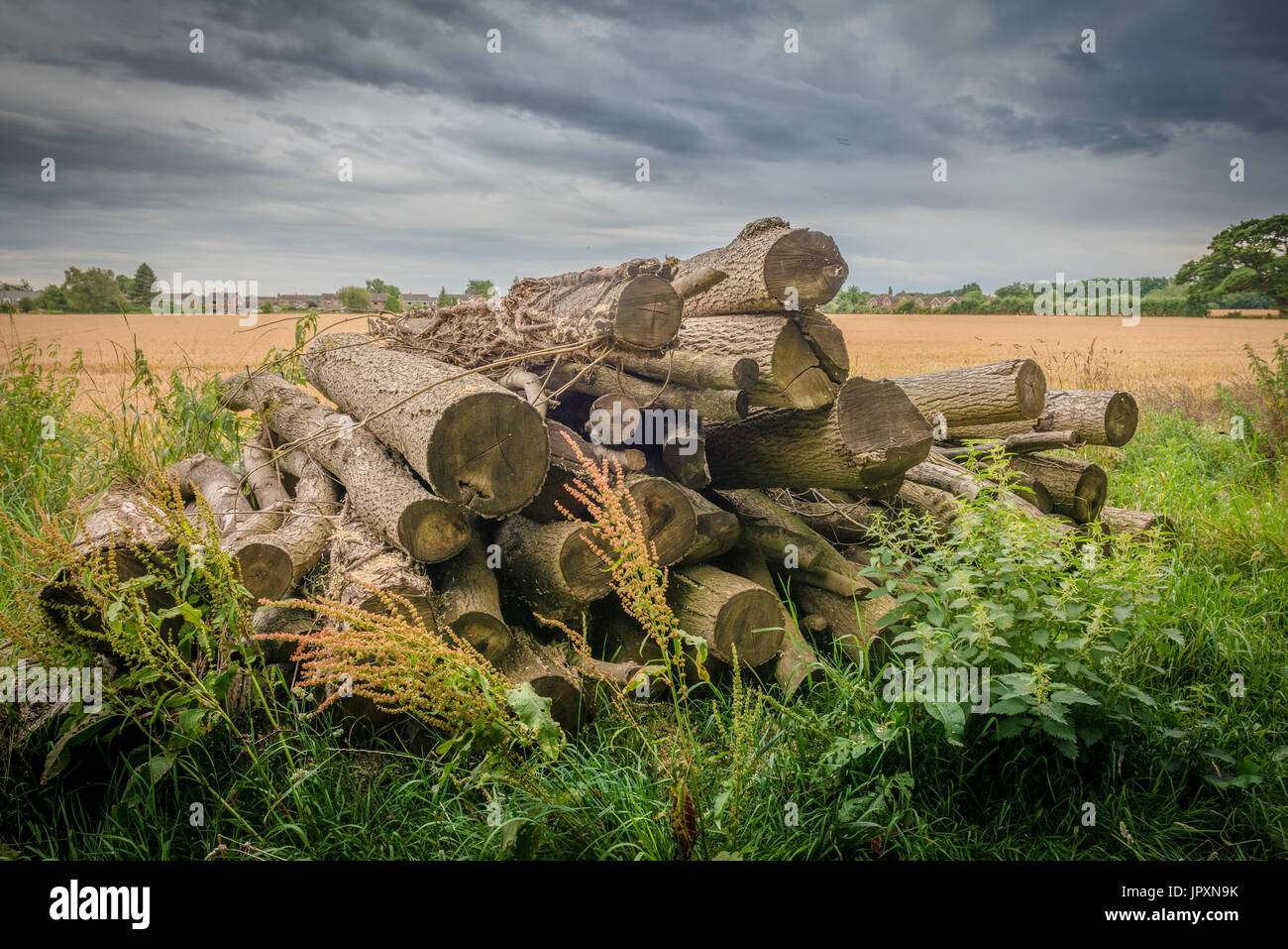 Fallen logs hi-res stock photography and images - Alamy