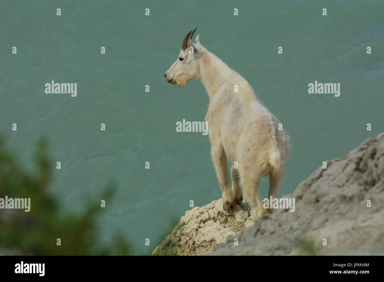 Goat standing on a ledge hi-res stock photography and images - Alamy