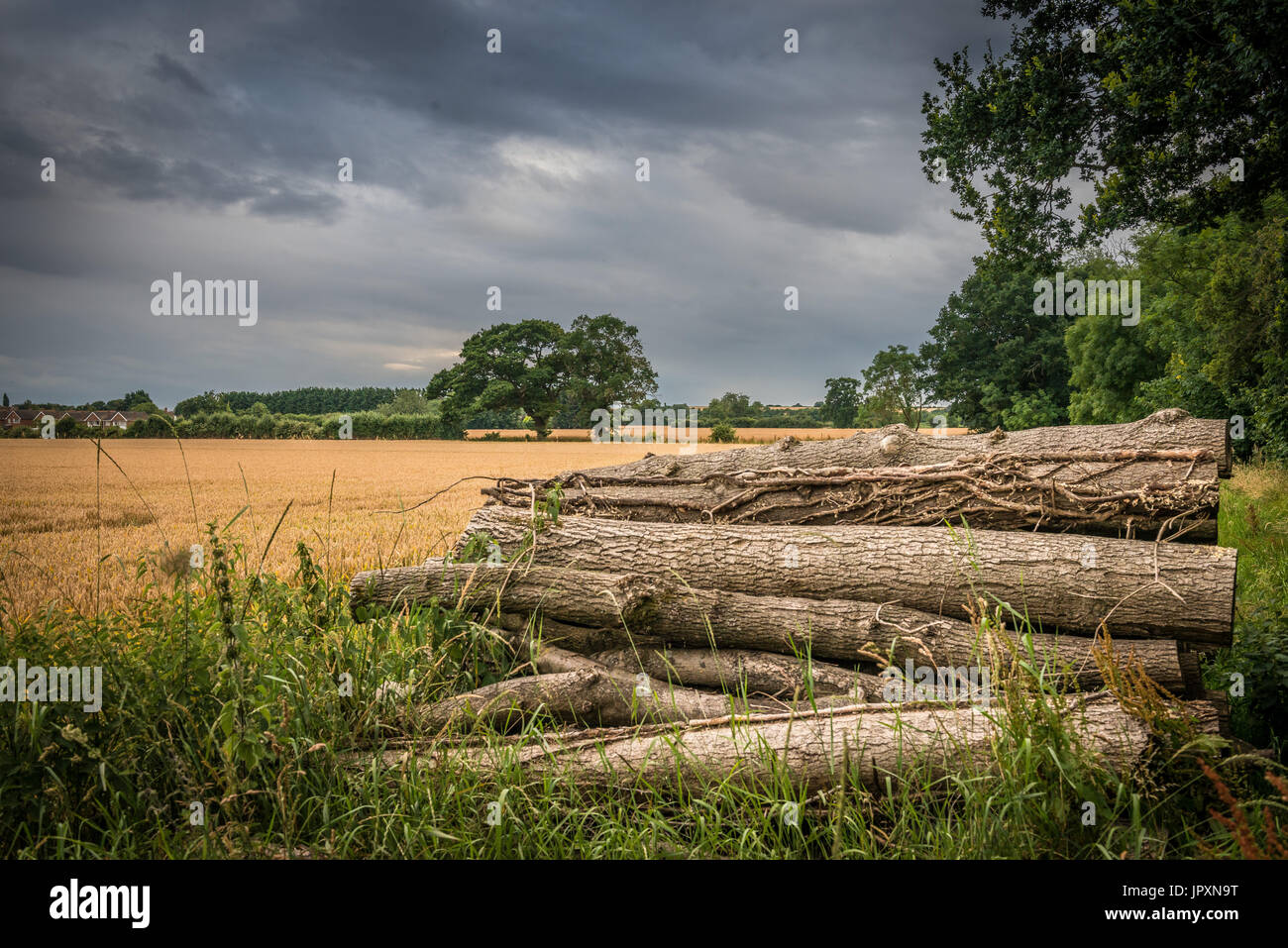 Fallen logs hi-res stock photography and images - Alamy