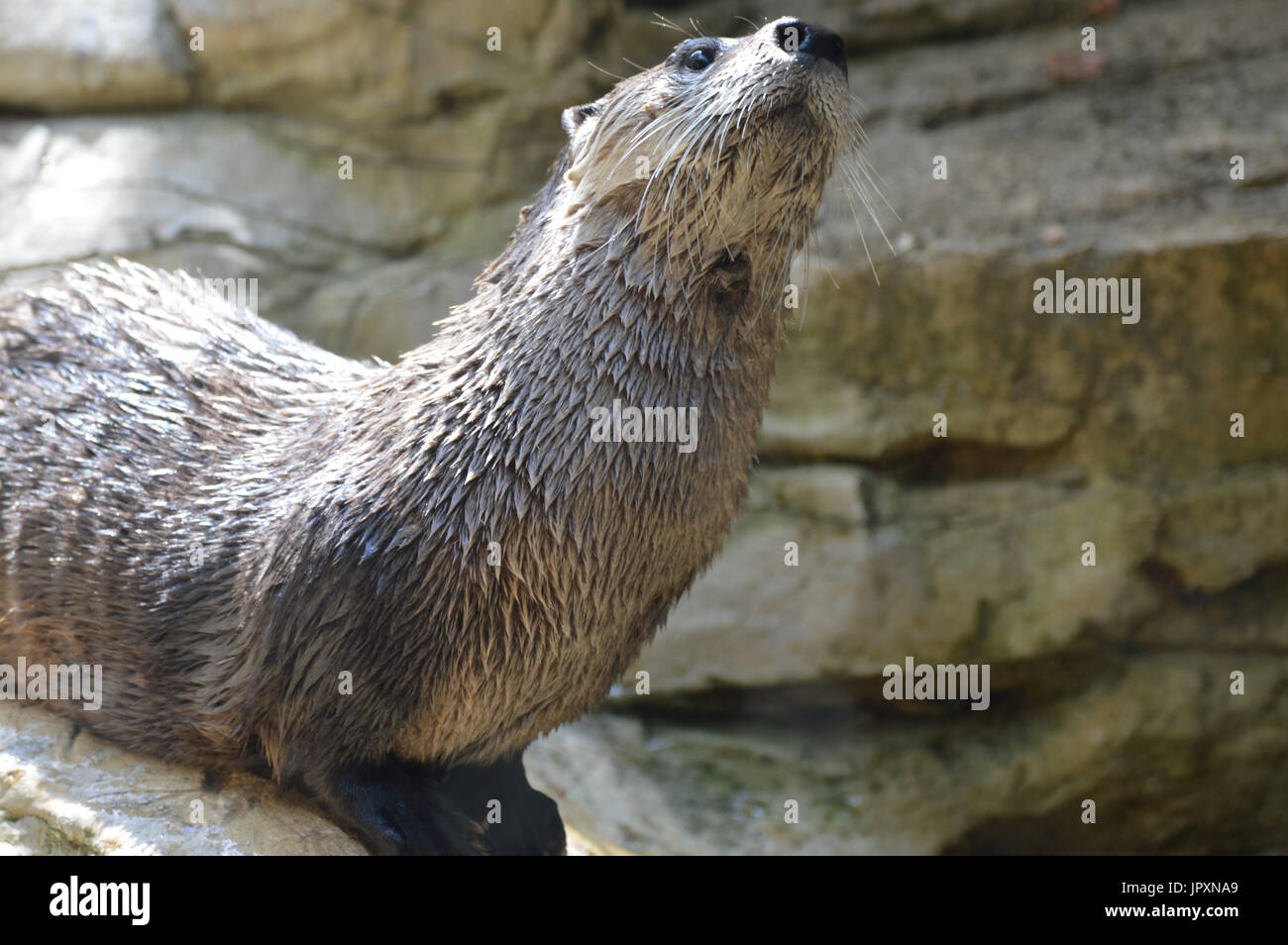 Otter face hi-res stock photography and images - Alamy