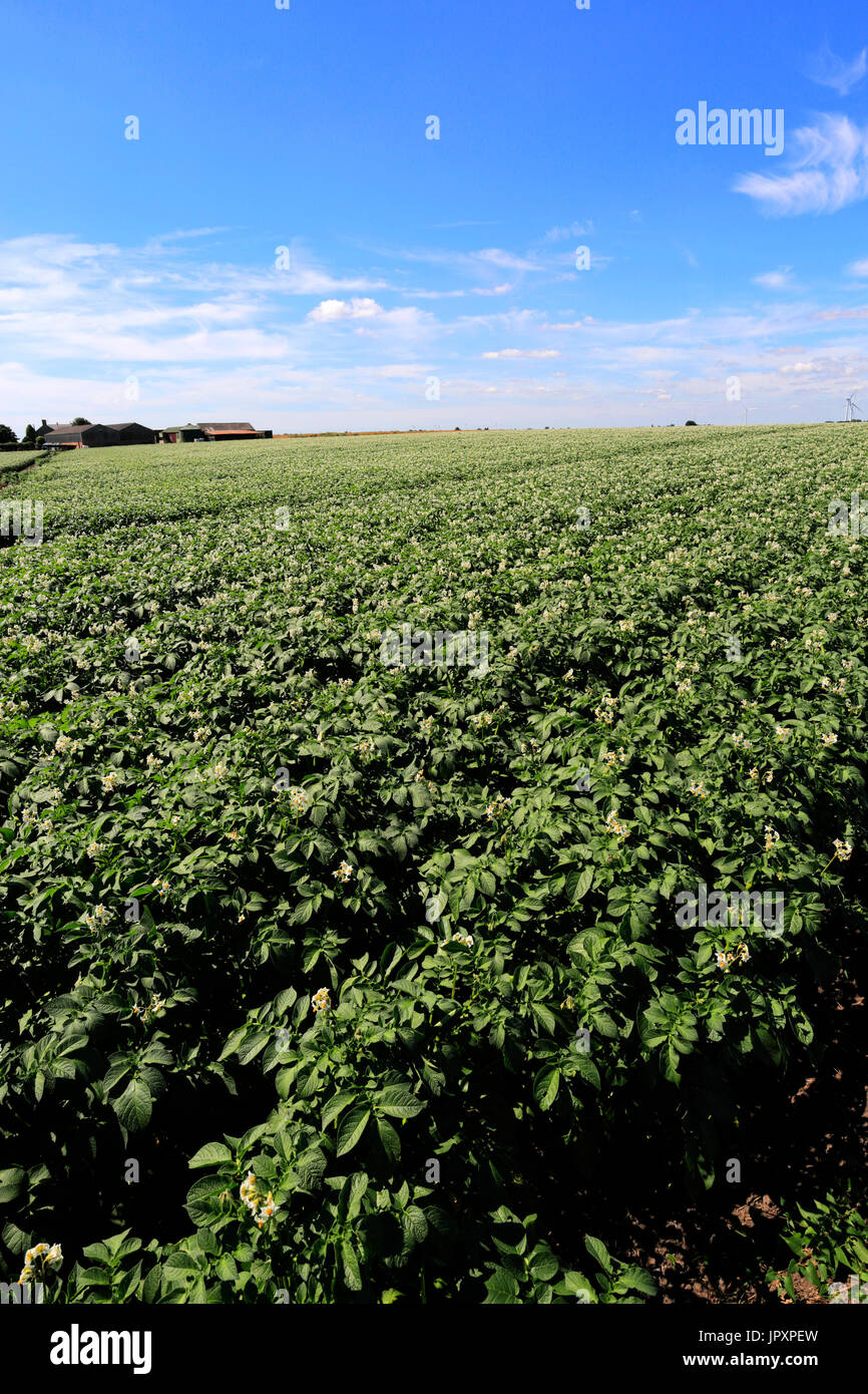 Potato crops in a Fenland Field, March town, Cambridgeshire, England ...