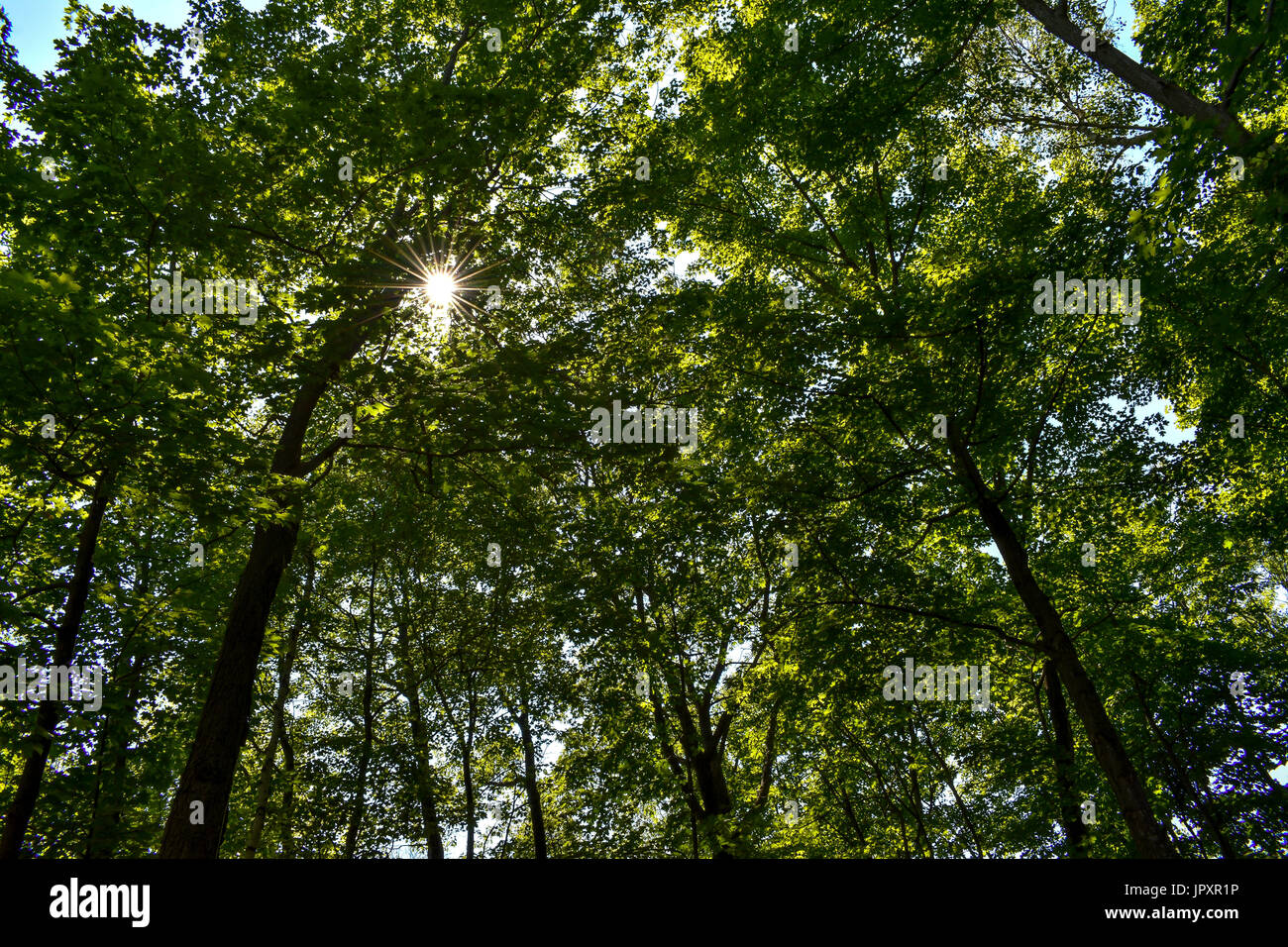forest with sun shining through Stock Photo - Alamy