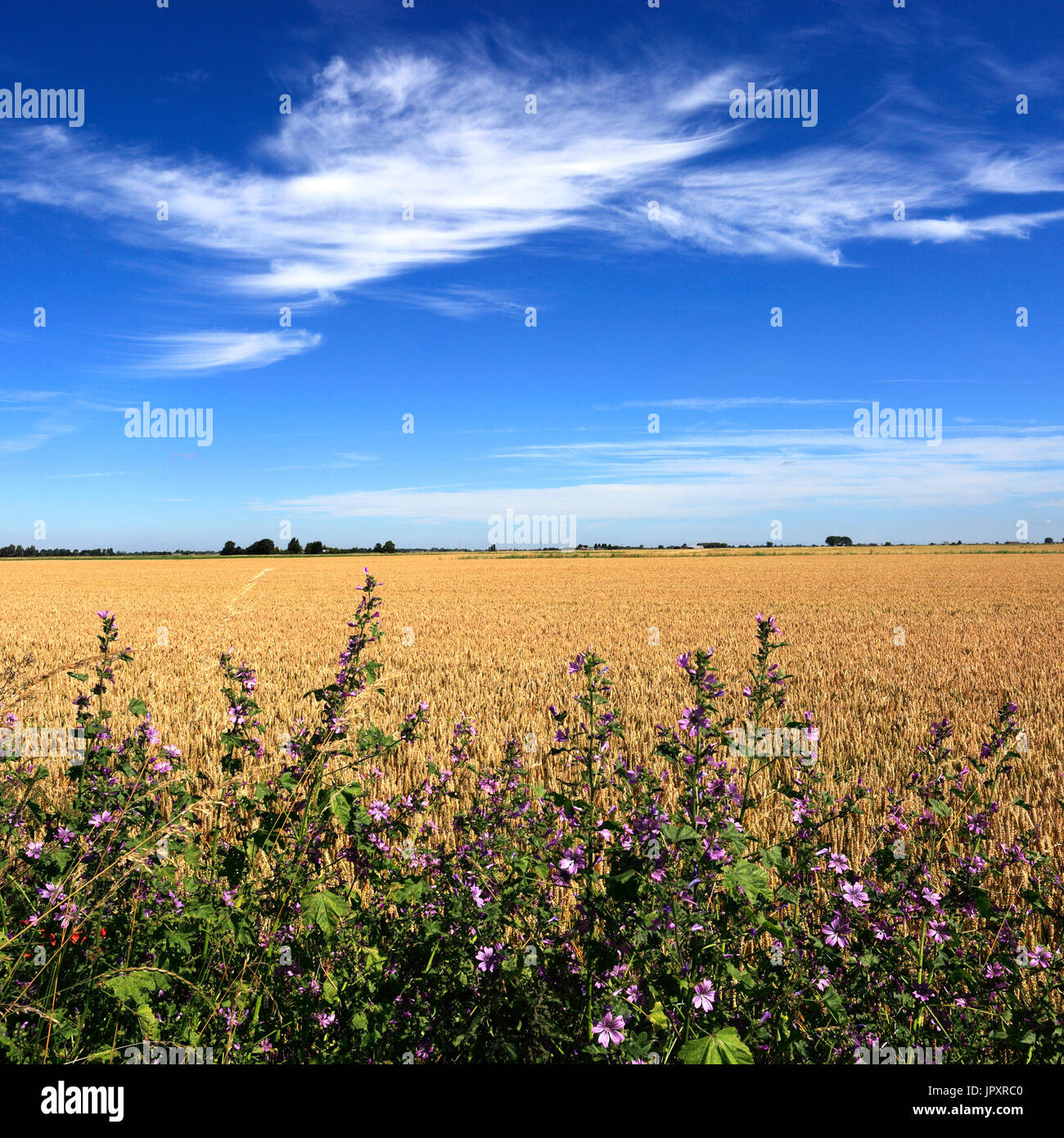 Fenland field near ely town hi-res stock photography and images - Alamy