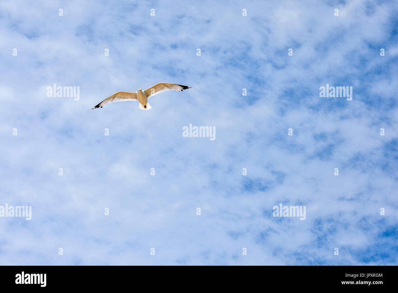 bird flying against blue sky Stock Photo - Alamy