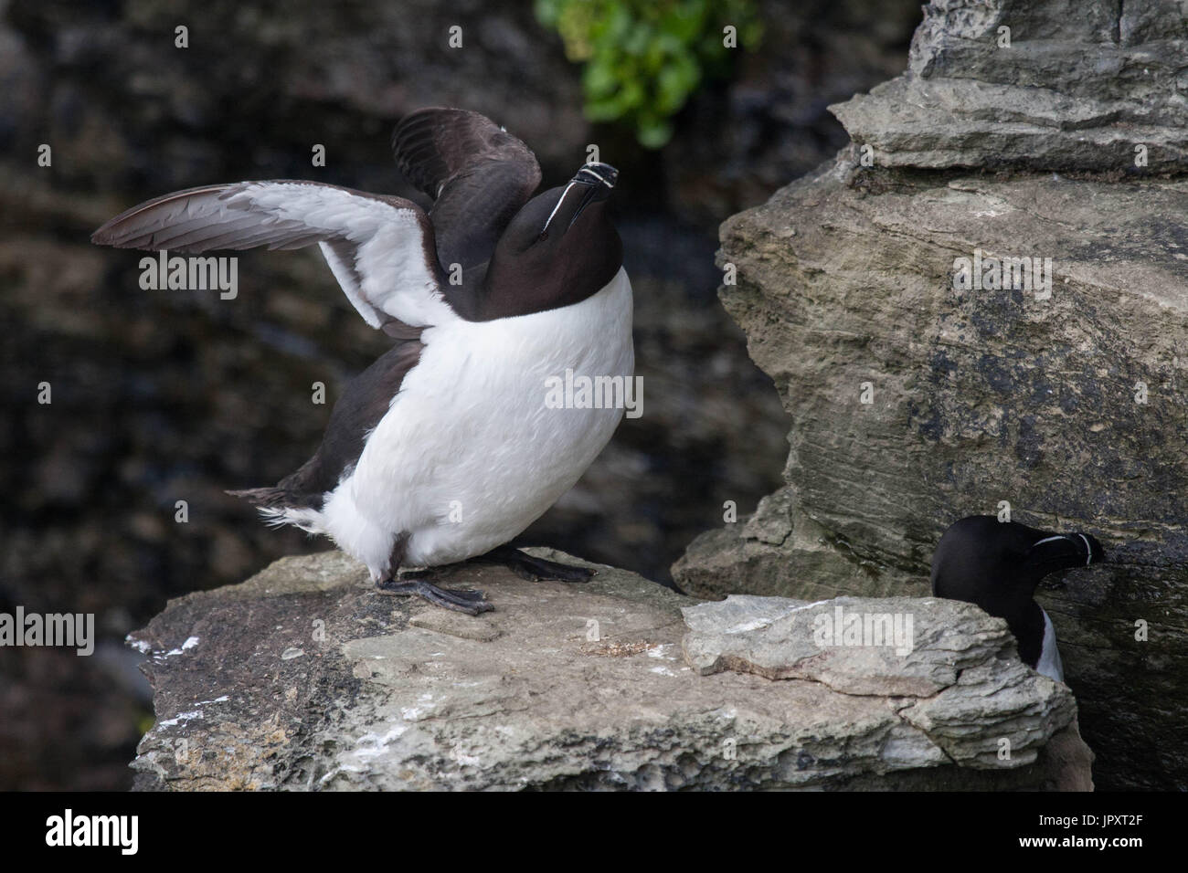 Razor Bill Marwick Head Orkney Stock Photo - Alamy