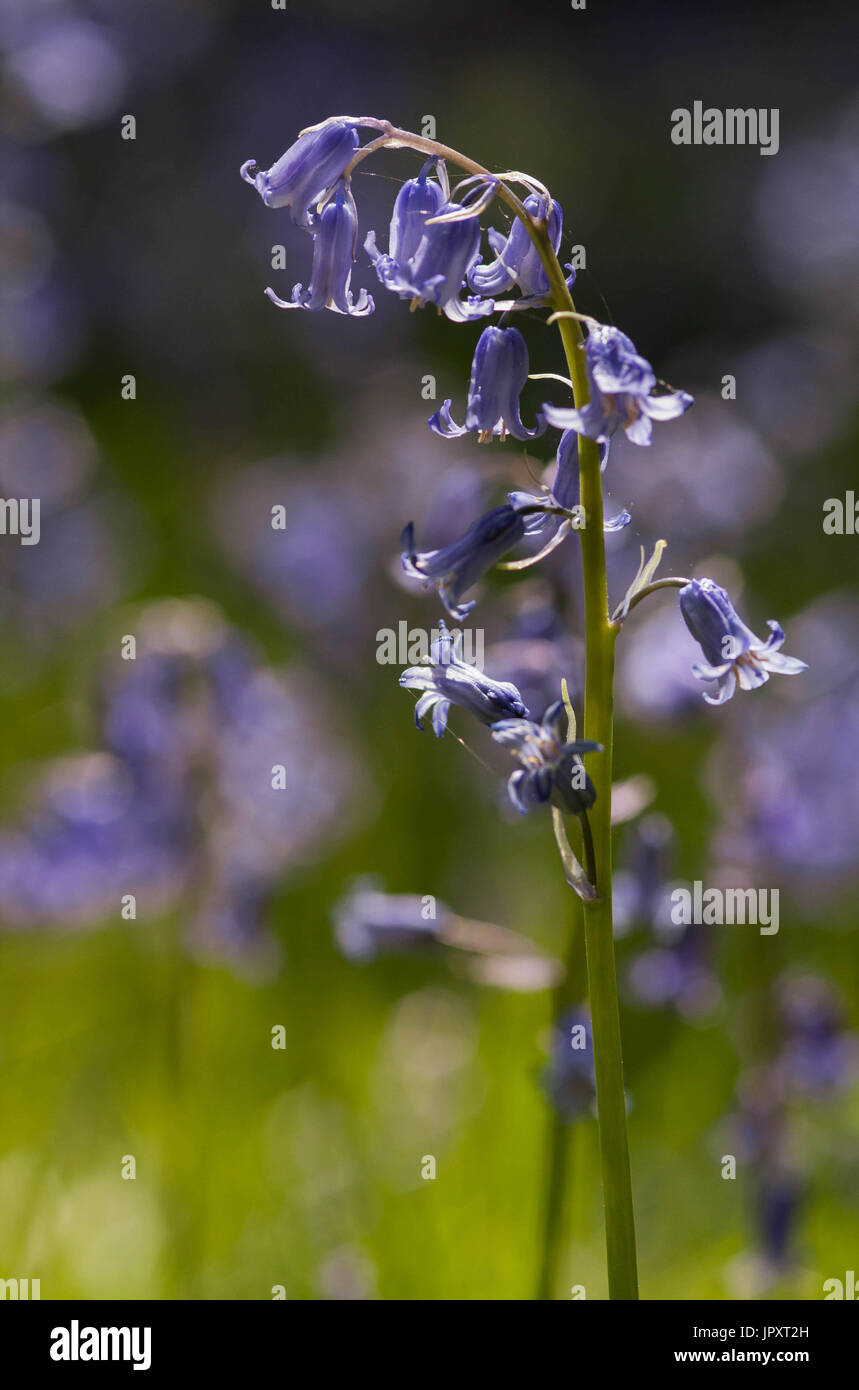 Lynford hall hi-res stock photography and images - Alamy