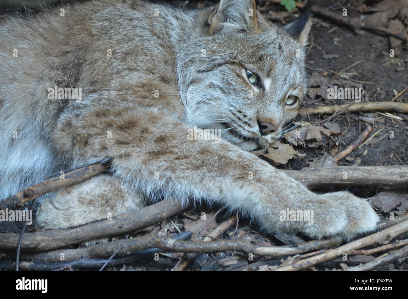 Canadian lynx hi-res stock photography and images - Alamy