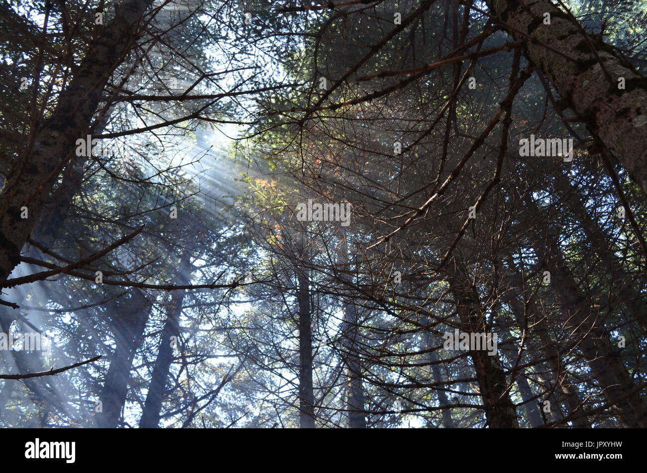 Bursa forest hi-res stock photography and images - Alamy