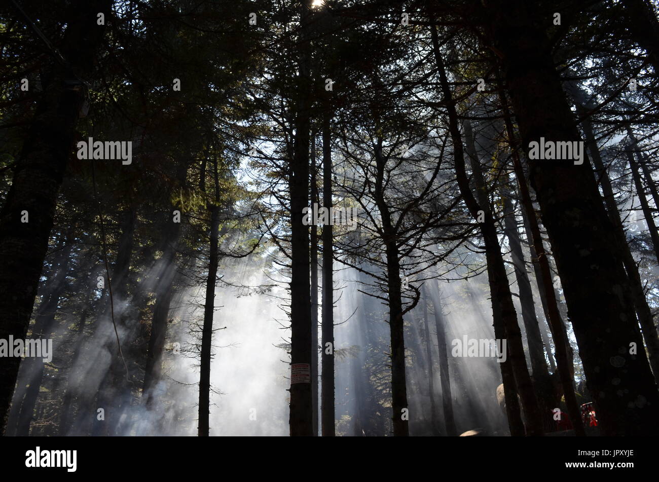 Bursa forest hi-res stock photography and images - Alamy