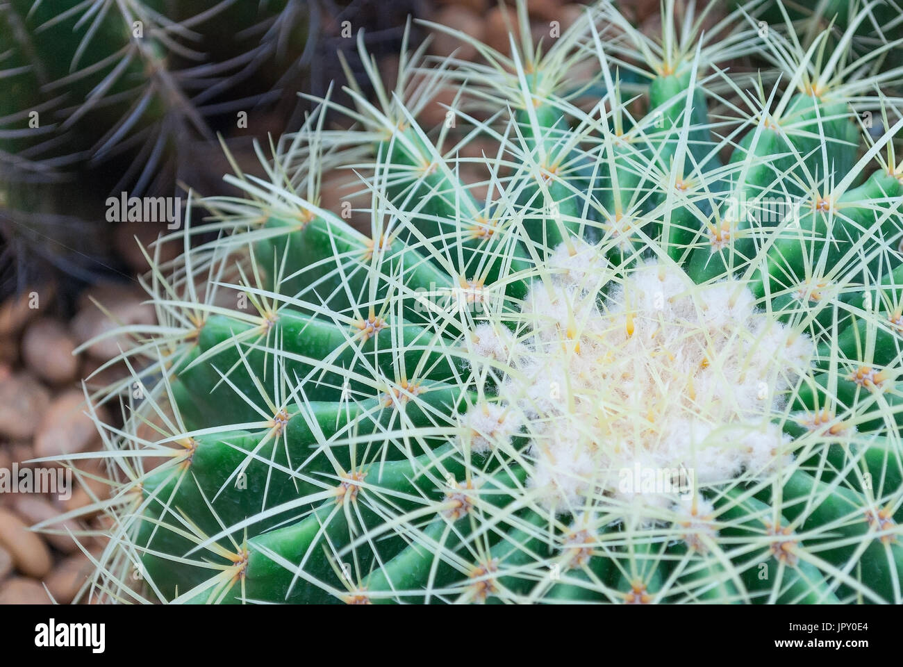 Closeup big head circle cactus background in the garden Stock Photo - Alamy