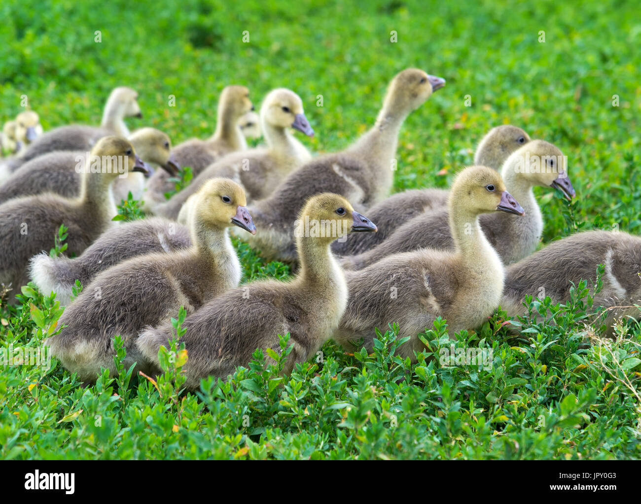 Young geese stand in green grass Stock Photo - Alamy