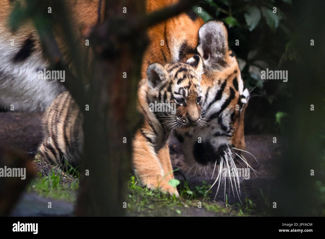 Hamburg, Germany. 3rd August, 2017. The Siberian tiger "Maroushka" and ...