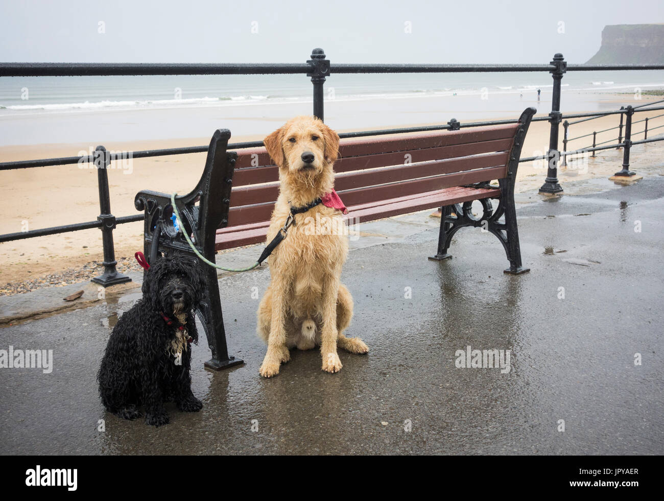Dog walker/walkers walking on beach. UK Stock Photo - Alamy