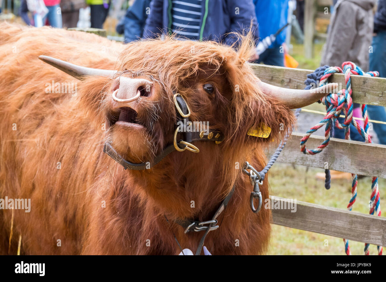 Bellowing bull hi-res stock photography and images - Alamy