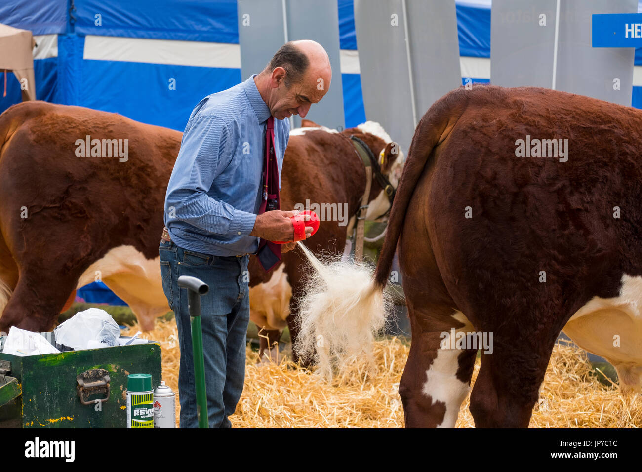 Agriculture cattle tail hi-res stock photography and images - Alamy