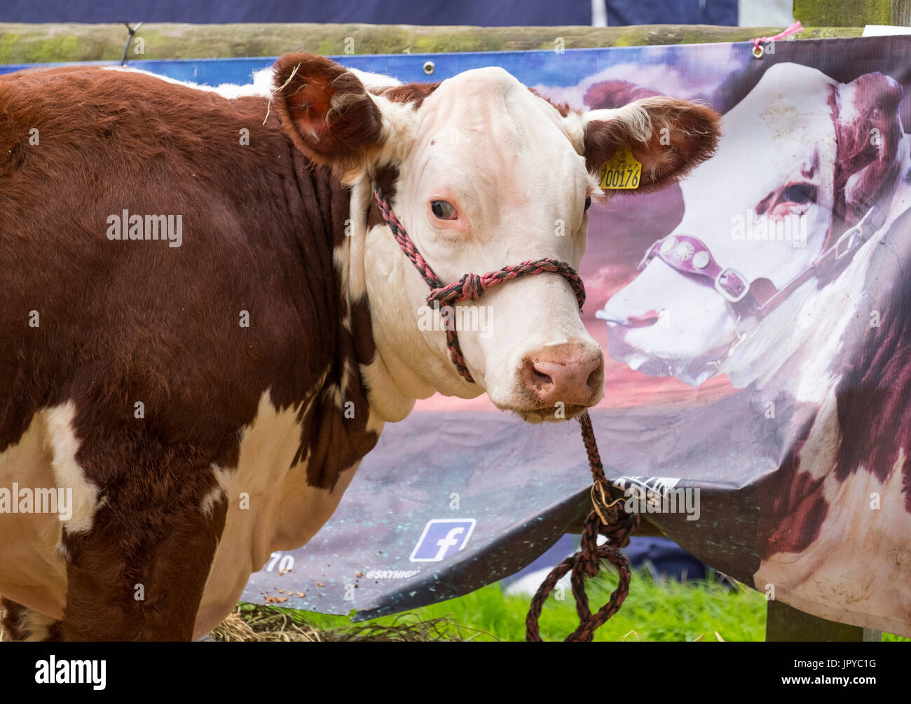 English agricultural show hi-res stock photography and images - Alamy