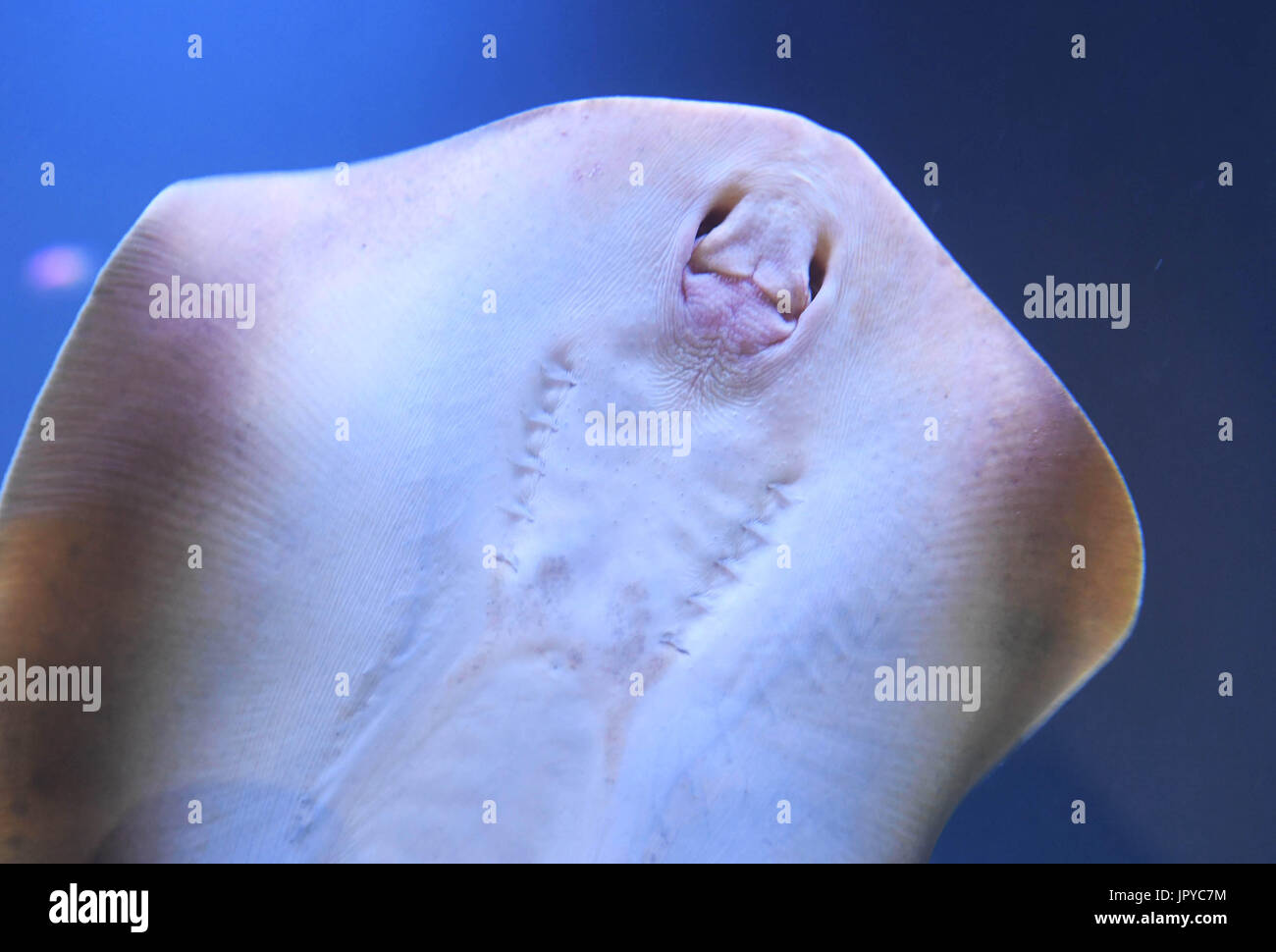 Karlsruhe, Germany. 3rd Aug, 2017. A blue spotted stingray in the ...