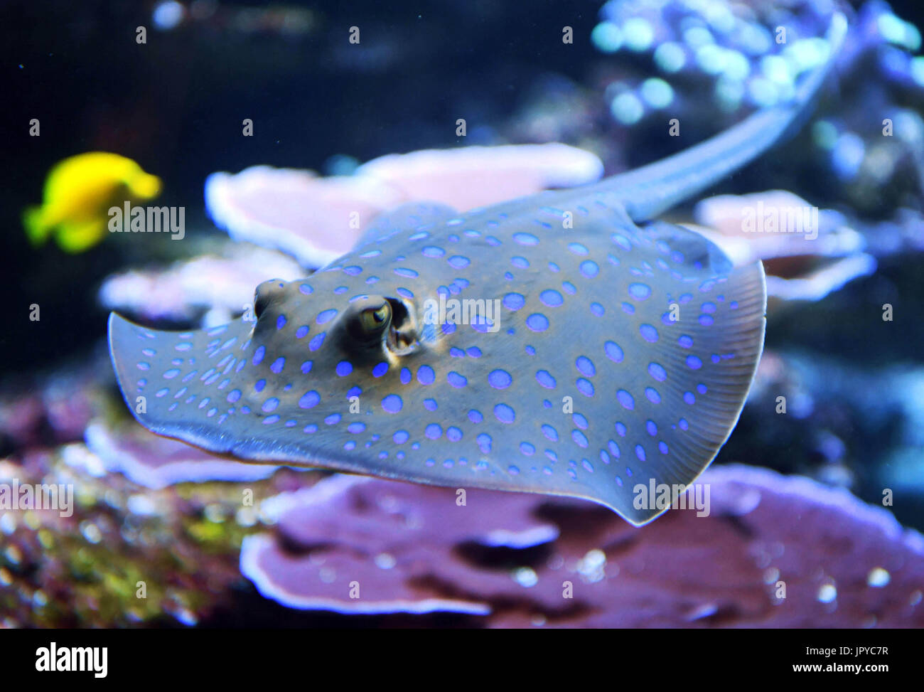 Karlsruhe, Germany. 3rd Aug, 2017. A blue spotted stingray in the ...