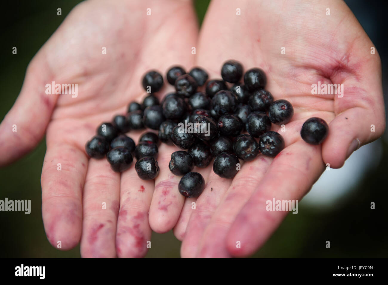 Coswig, Germany. 3rd Aug, 2017. A woman holds freshly picked Aronia ...