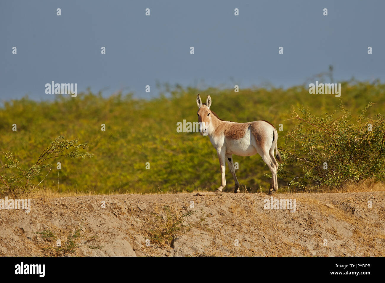 Indian wild Ass - Little Rann of Kutch Gujarat India Stock Photo - Alamy
