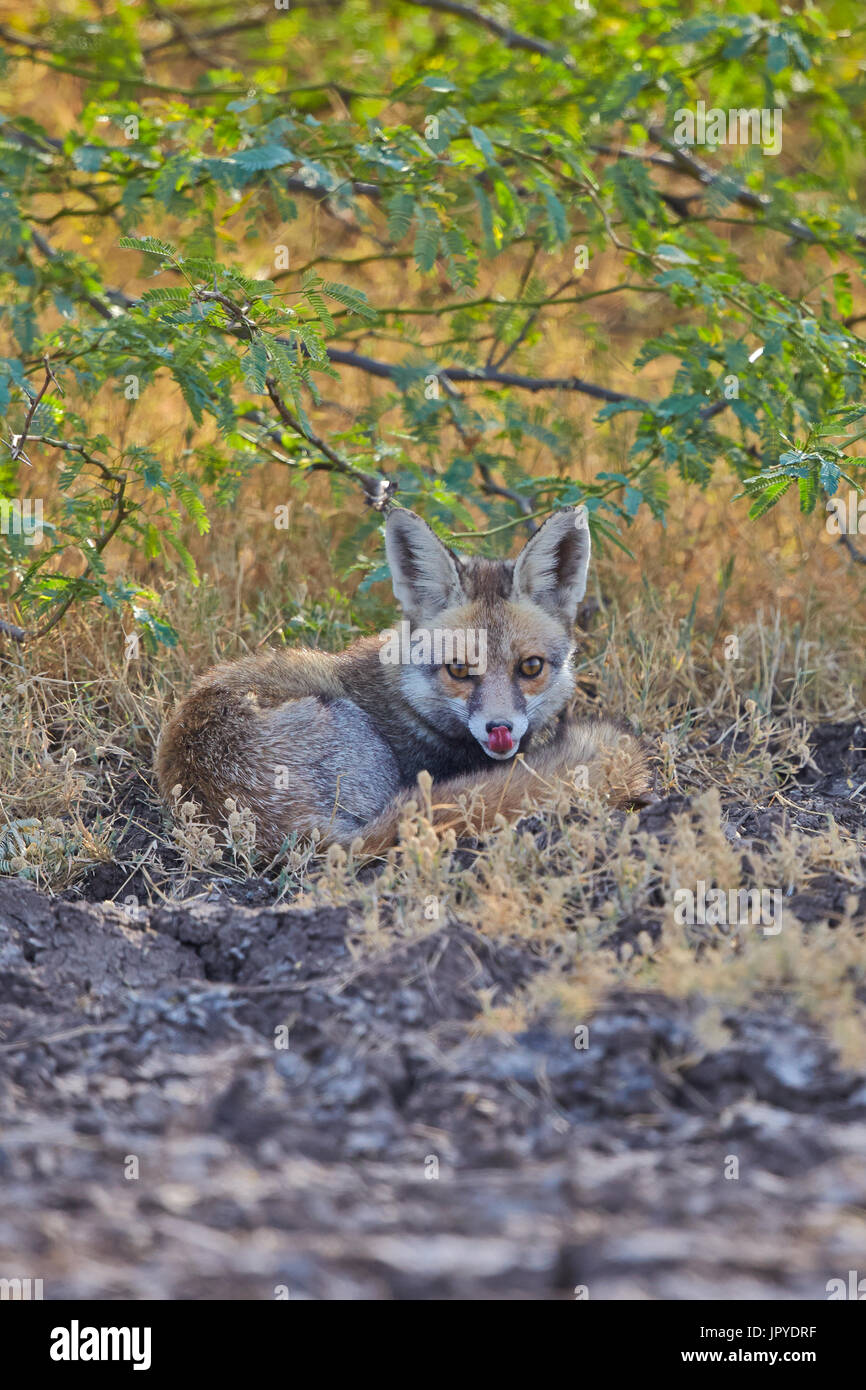 White-footed Fox at rest - Little Rann of Kutch India Stock Photo - Alamy