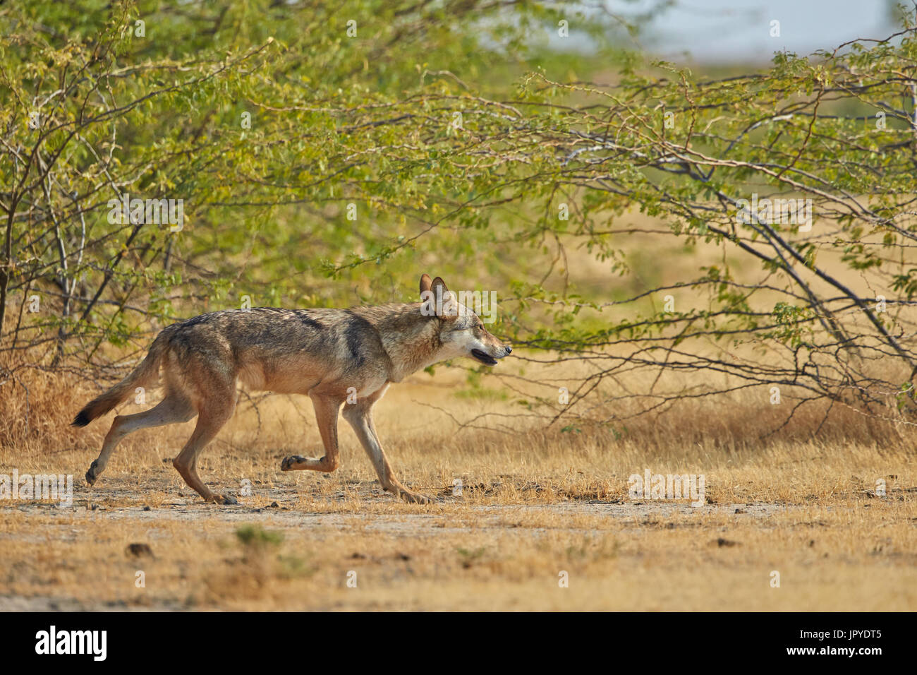 Indian Grey Wolf female walking - Little Rann of Kutch India Stock ...
