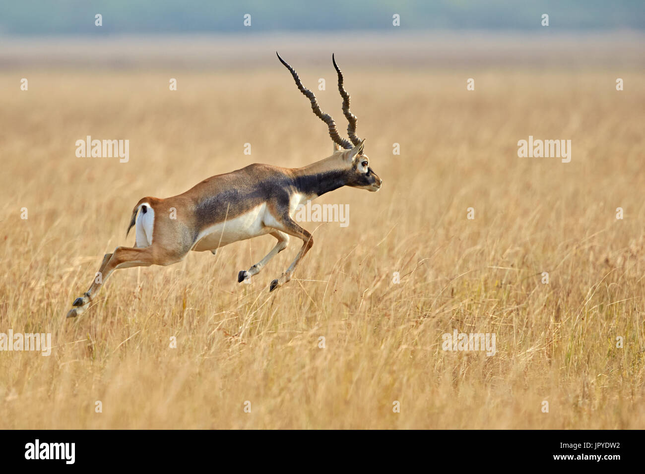 Blackbuck jumping in savanna - Velavadar India Stock Photo - Alamy