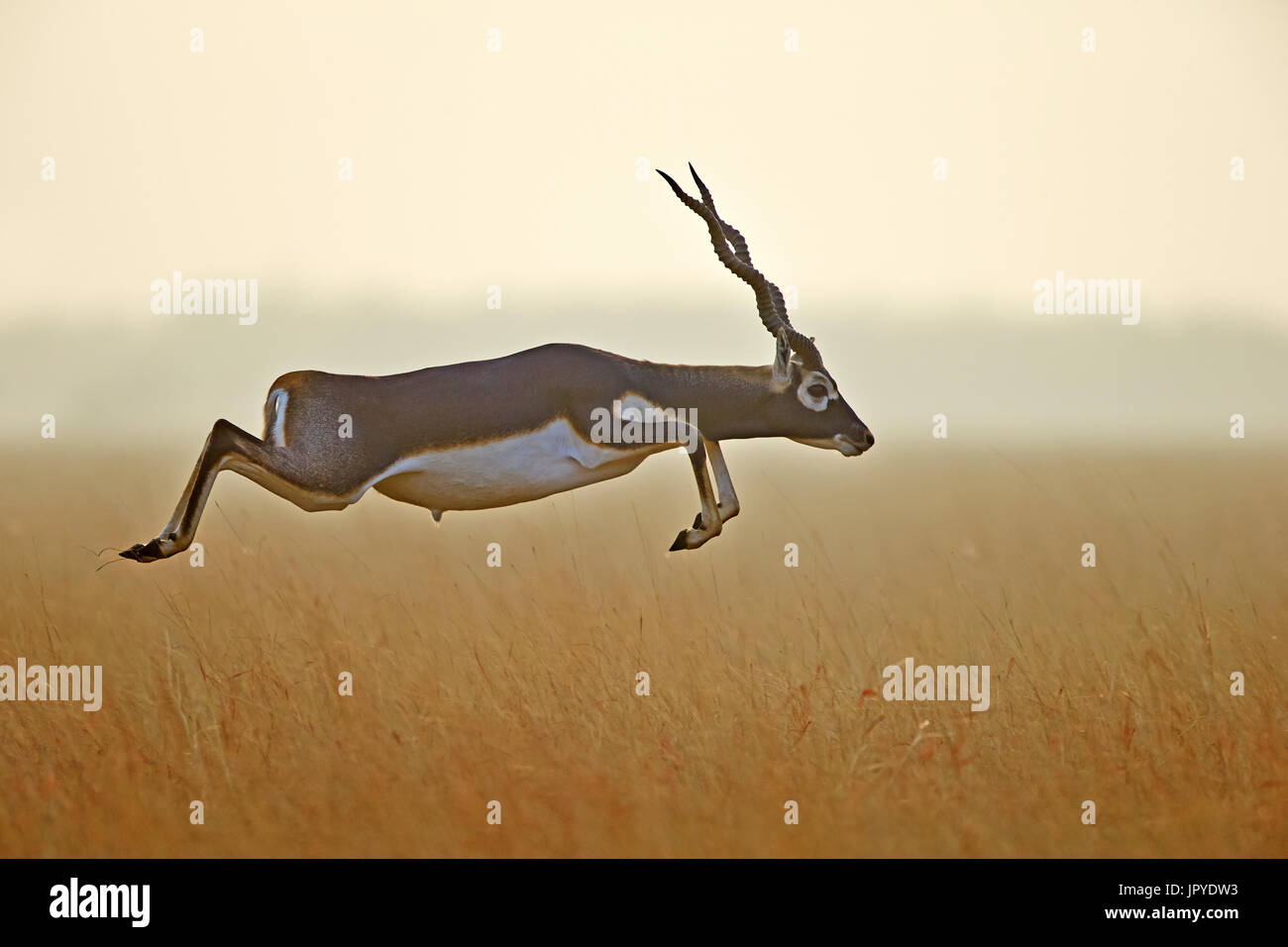Blackbuck jumping in savanna - Velavadar India Stock Photo - Alamy